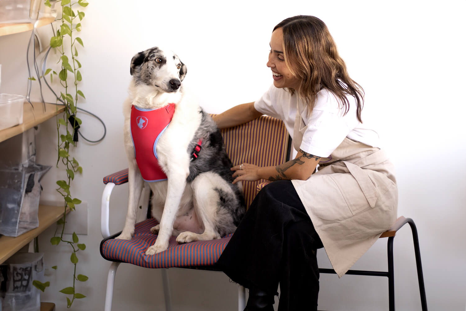 Liffe - Viva a Liberdade com Seu Pet: Conheça a Nova Coleção da Free ...